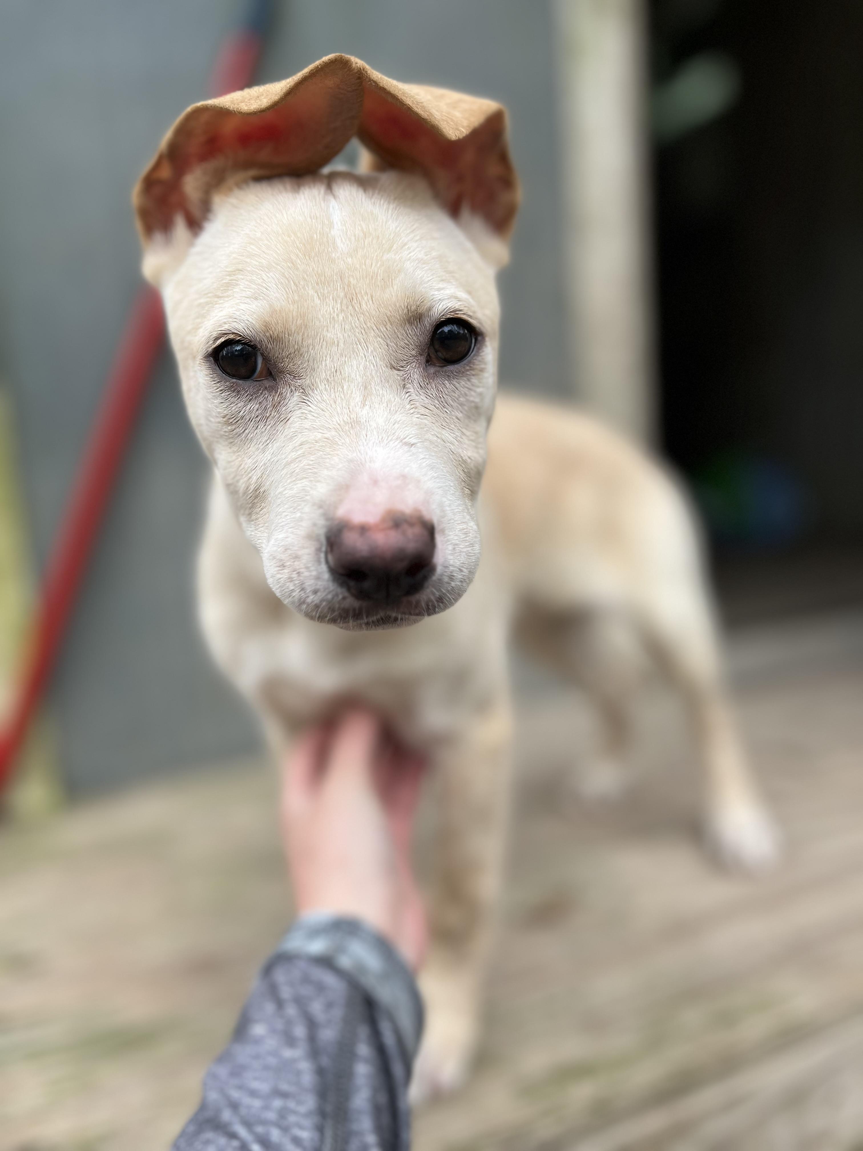 Dog for adoption - Daisy, a Yellow Labrador Retriever Mix in New York ...