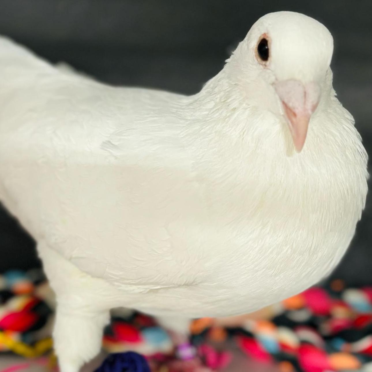 Dove for adoption - Kelly, a Pigeon in Chicago, IL | Petfinder