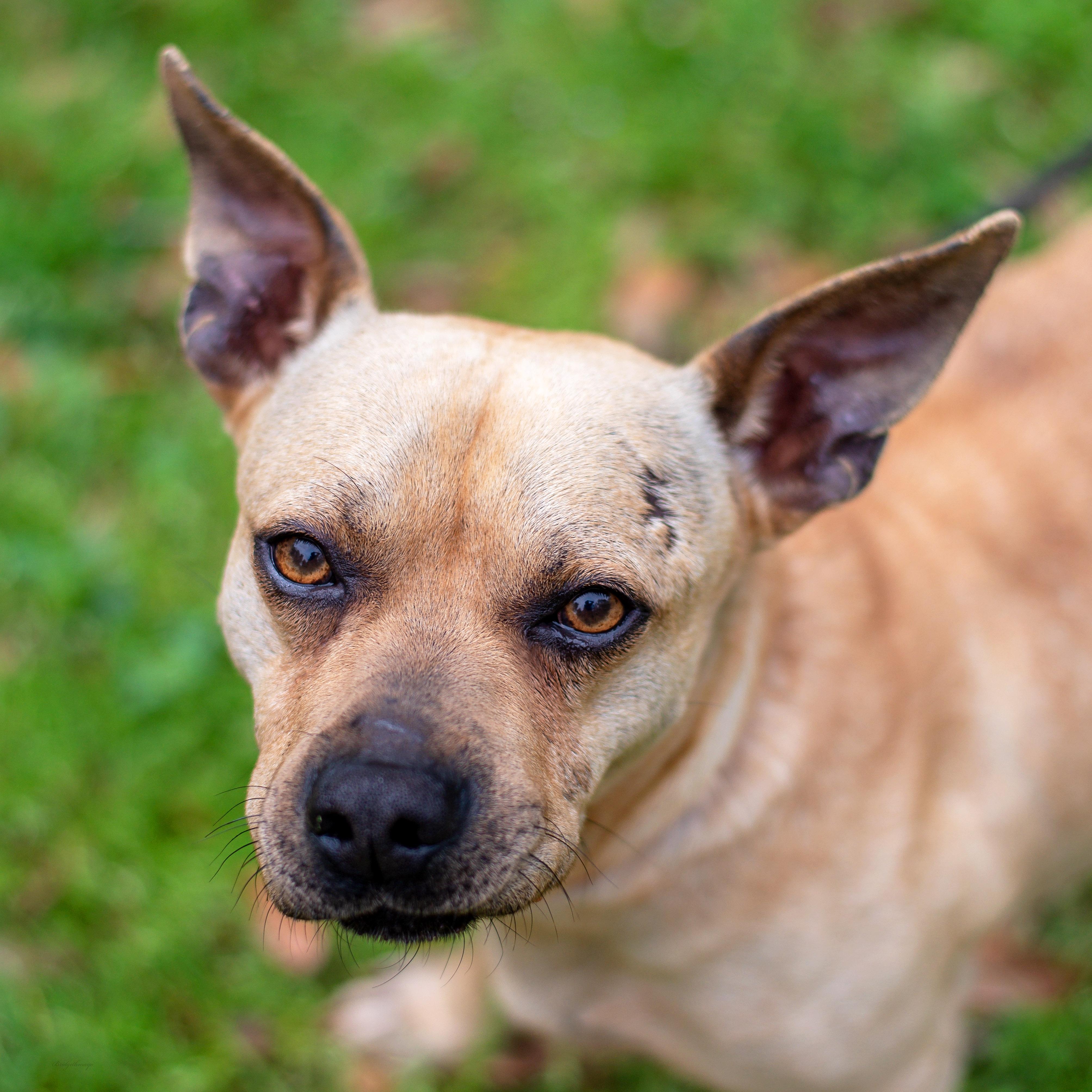Dog for adoption - Dobby, a Terrier Mix in Baton Rouge, LA | Petfinder