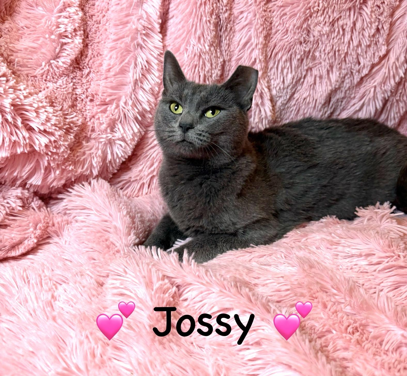 Cat for adoption - Jossy, a Russian Blue in Copley, OH | Petfinder