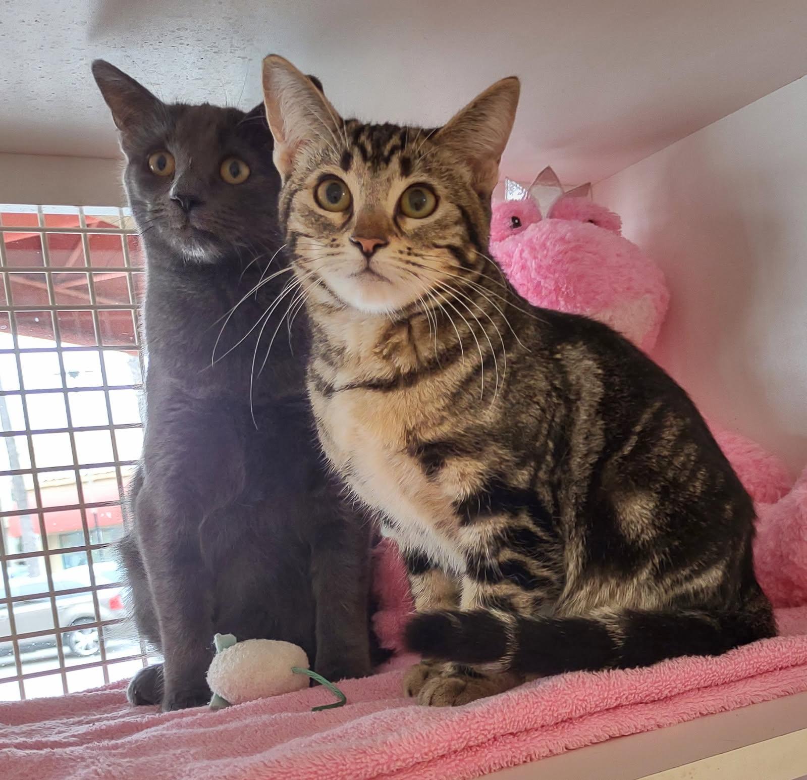 Cat for adoption - Midget and Gidget, a Russian Blue in Studio City, CA ...