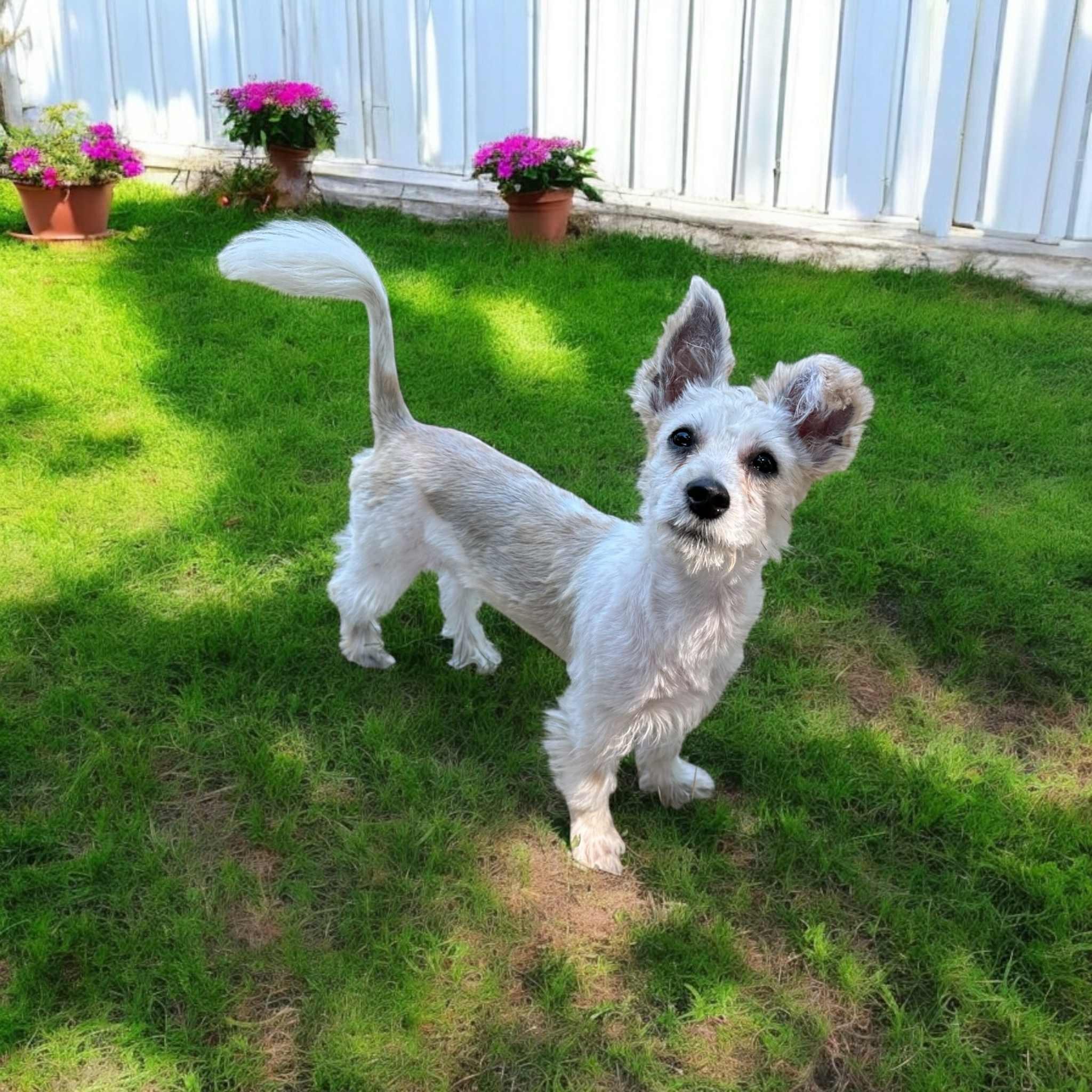 Dog for adoption - Bean, a Terrier Mix in Kansas City, MO | Petfinder