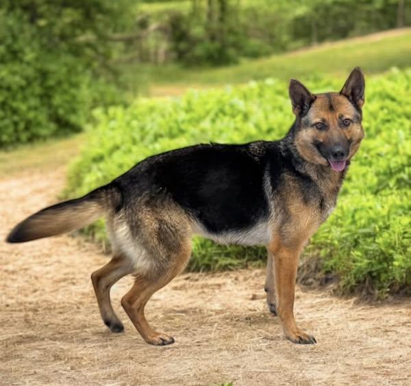 Dog for adoption - Lucy, a German Shepherd Dog in Pawlet, VT | Petfinder
