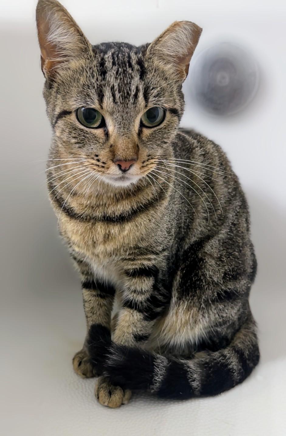 Cat for adoption - Momo, an American Shorthair in Rocky Hill, CT ...