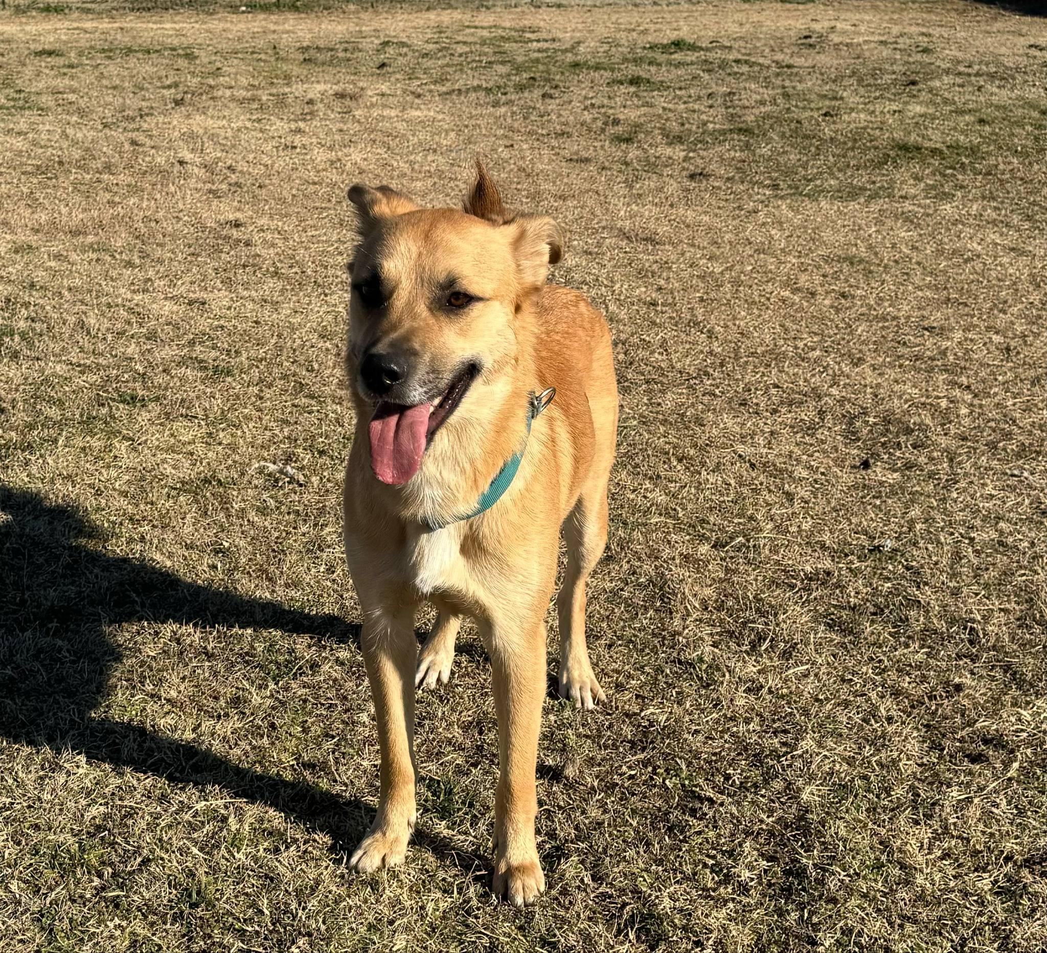 Dog for adoption - Charlie, a German Shepherd Dog Mix in New Haven, CT ...