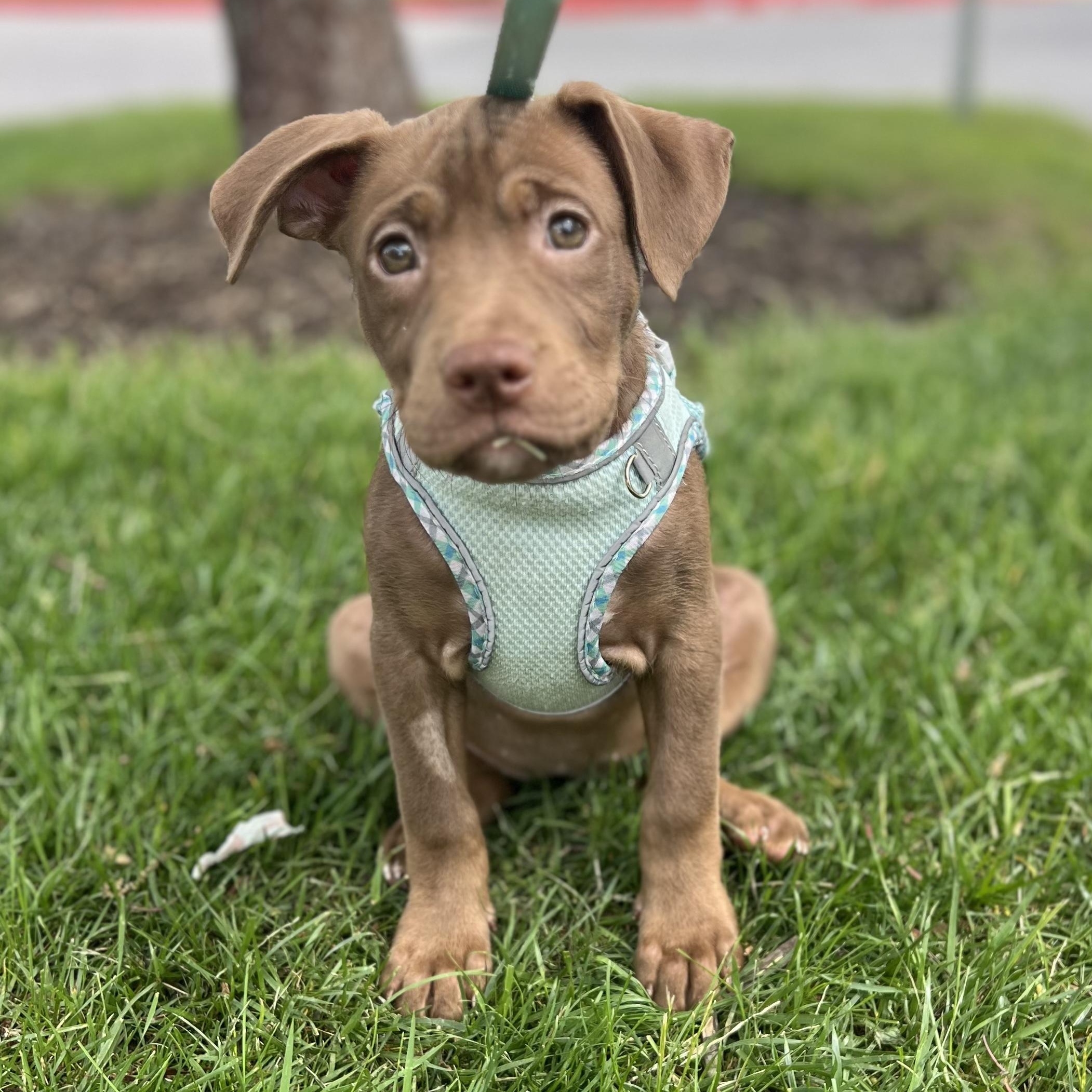 Dog for adoption - Cherry, a Labrador Retriever & Terrier Mix in ...