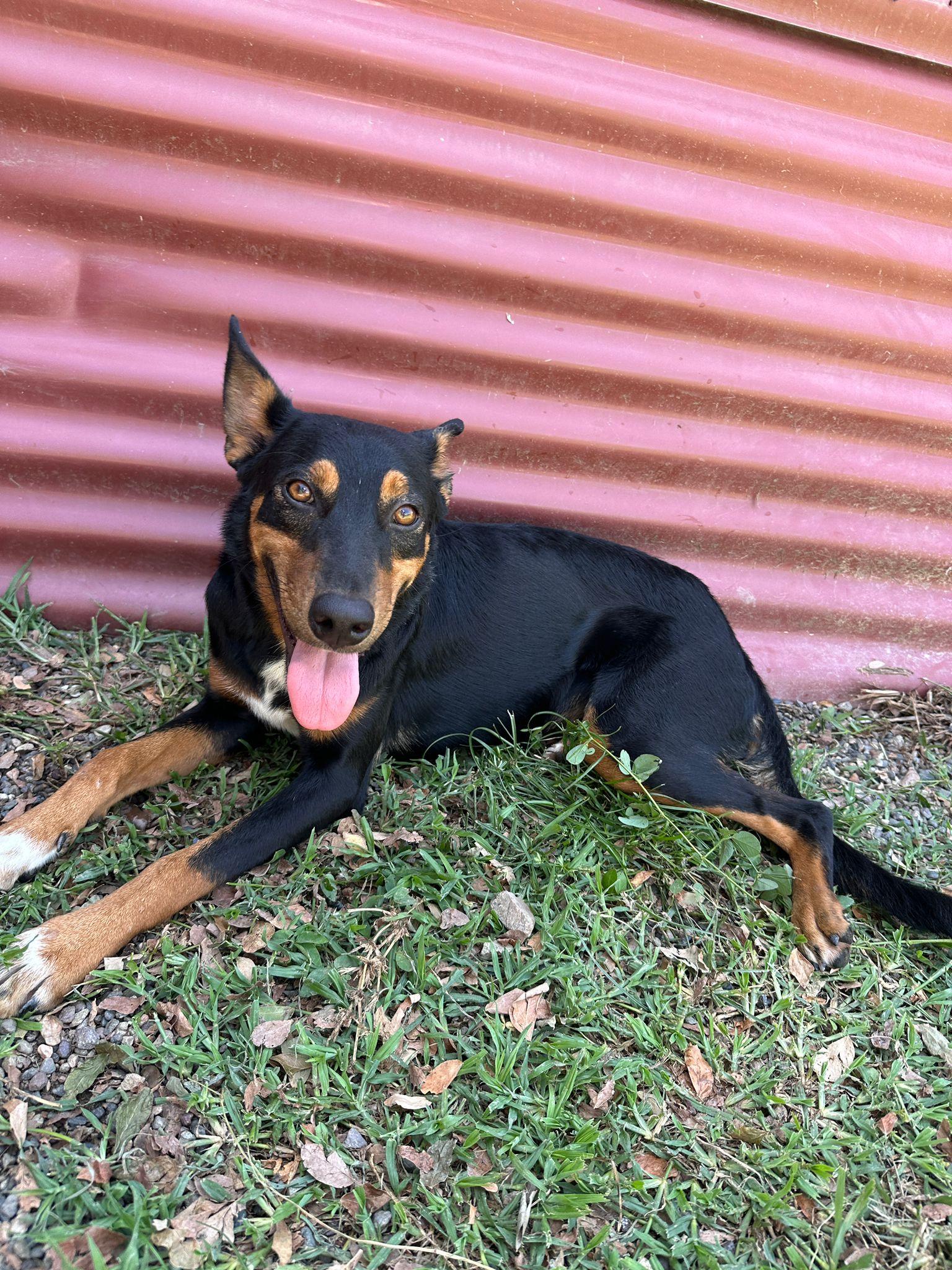 Dog for adoption - Paisley, a Retriever Mix in Campbell River, BC ...