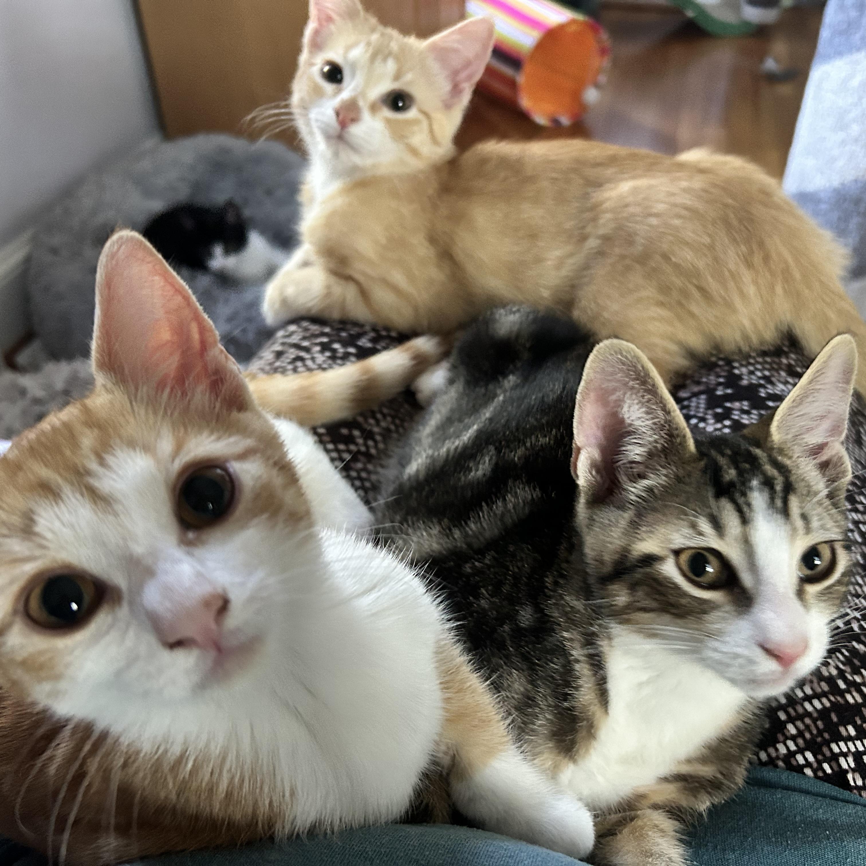 Cat for adoption - Kittens, Kittens, KITTENS!!!, a Domestic Short Hair ...