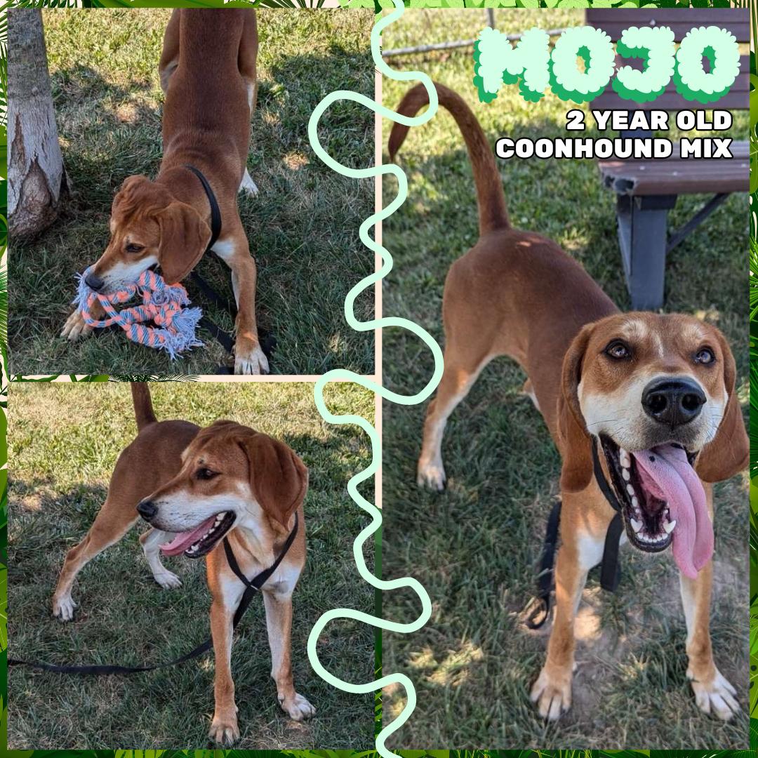 Dog for adoption - Mojo, a Coonhound Mix in Franklin, IN | Petfinder
