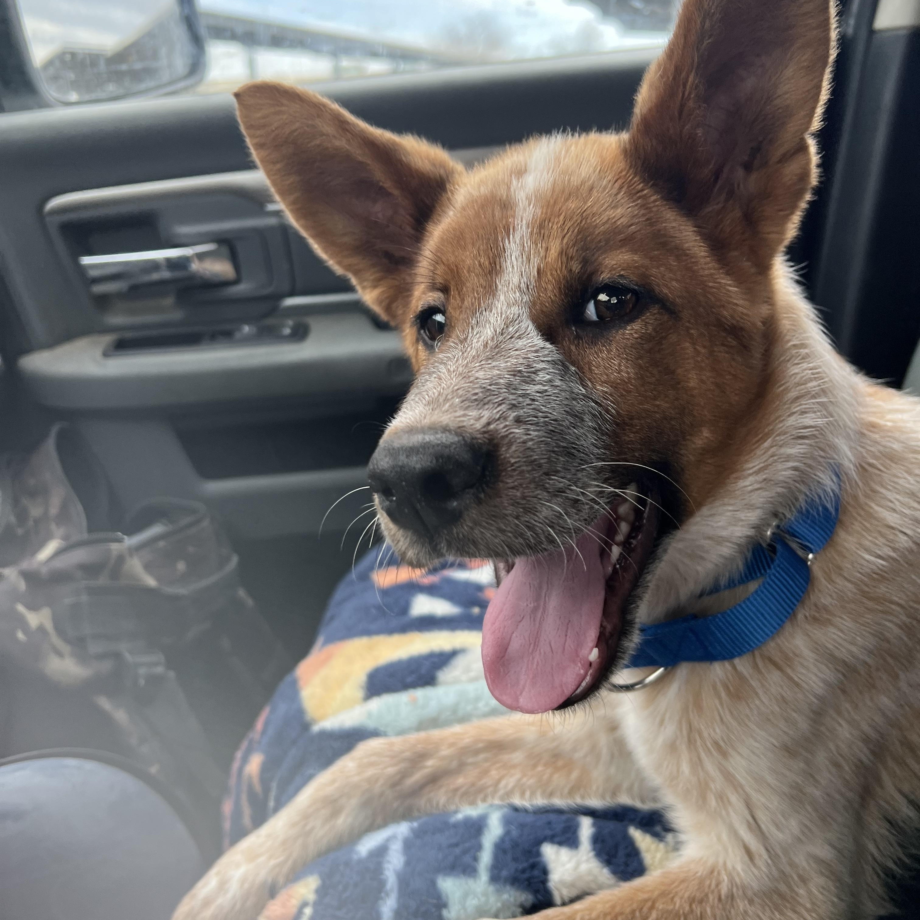 Dog for adoption - Travis, an Australian Cattle Dog / Blue Heeler in ...