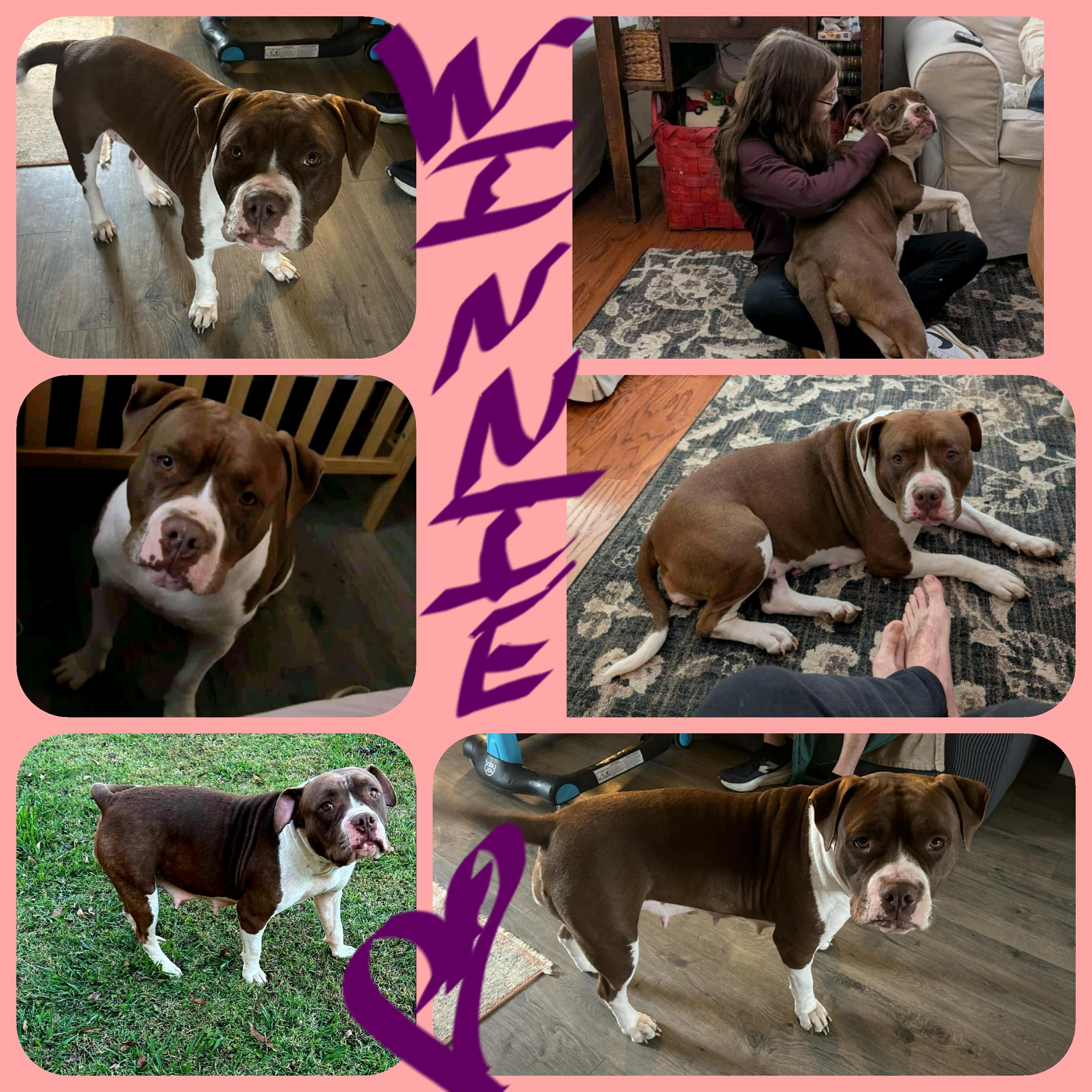 Dog for adoption - WINNIE, a Pit Bull Terrier & American Staffordshire ...