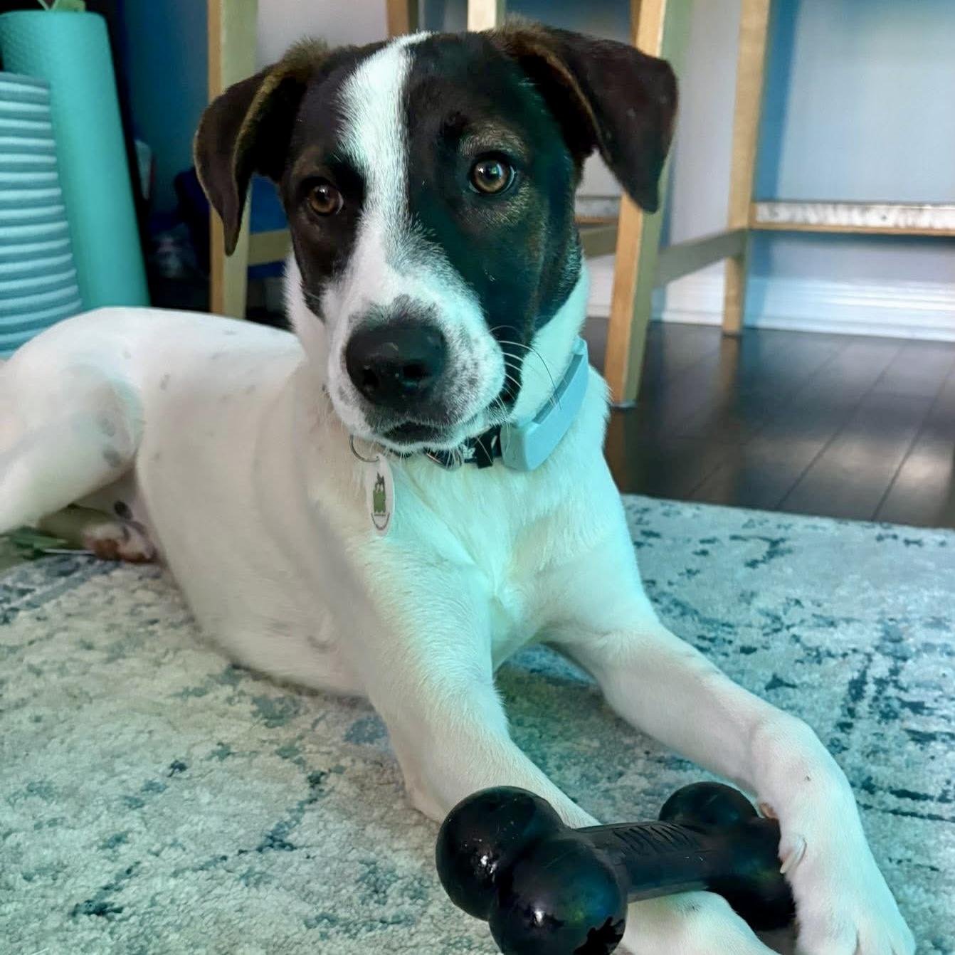 Dog for adoption - Zoé, a Mixed Breed in Markham, ON | Petfinder