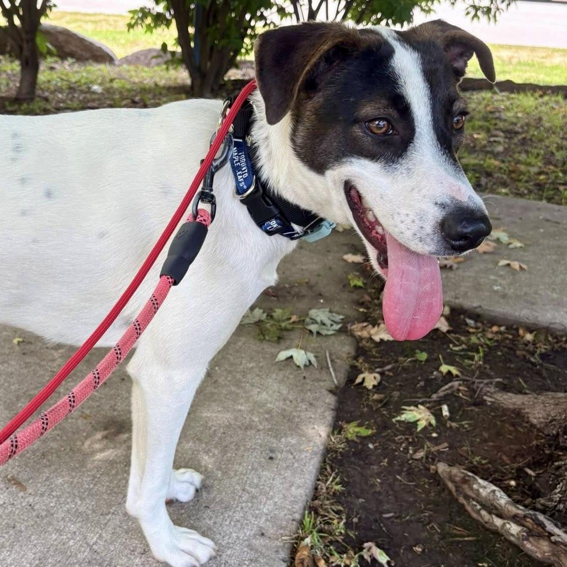 Dog for adoption - Zoé, a Mixed Breed in Markham, ON | Petfinder