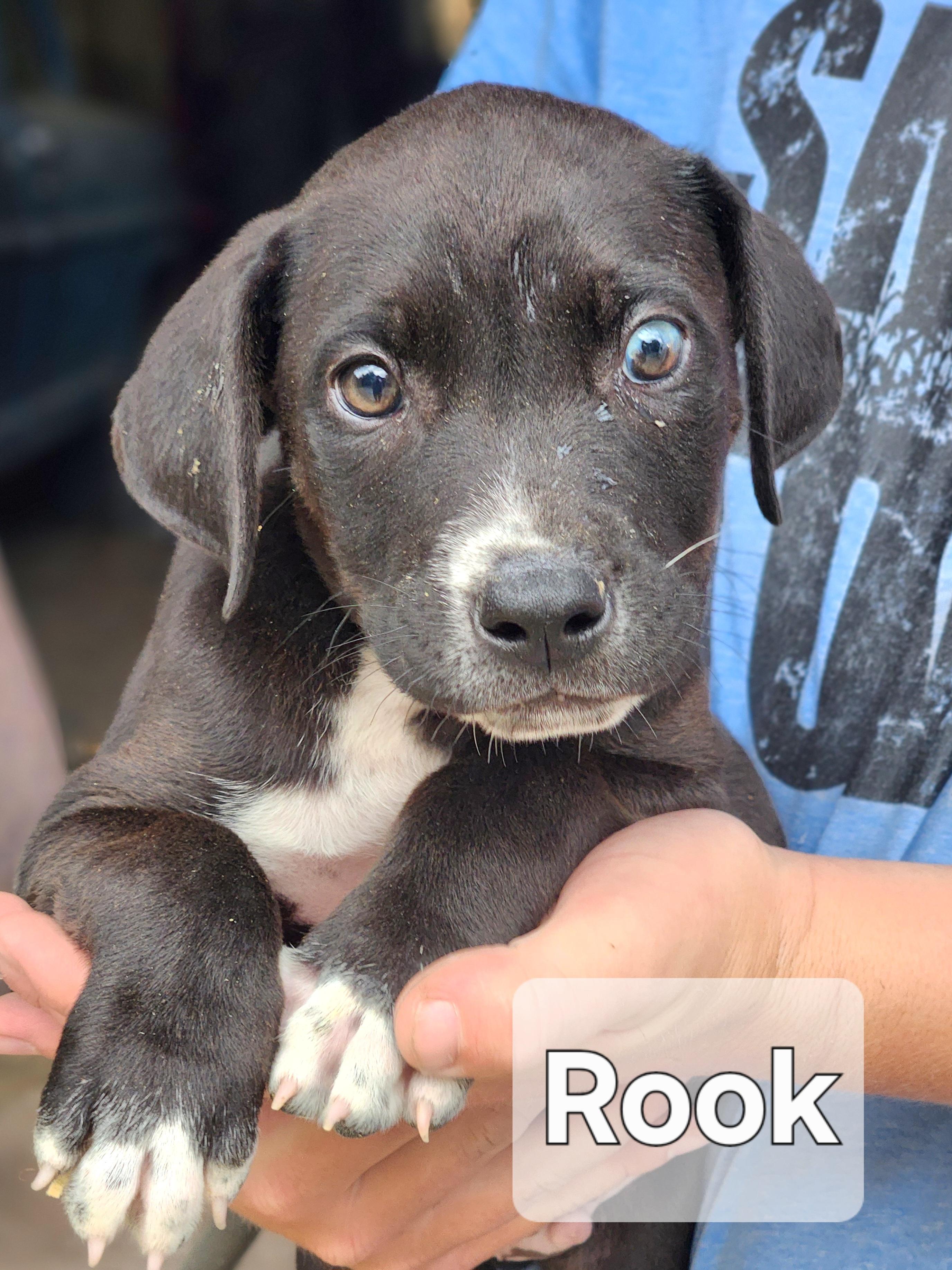 Dog for adoption - Rook, a Black Labrador Retriever Mix in Walthill, NE ...