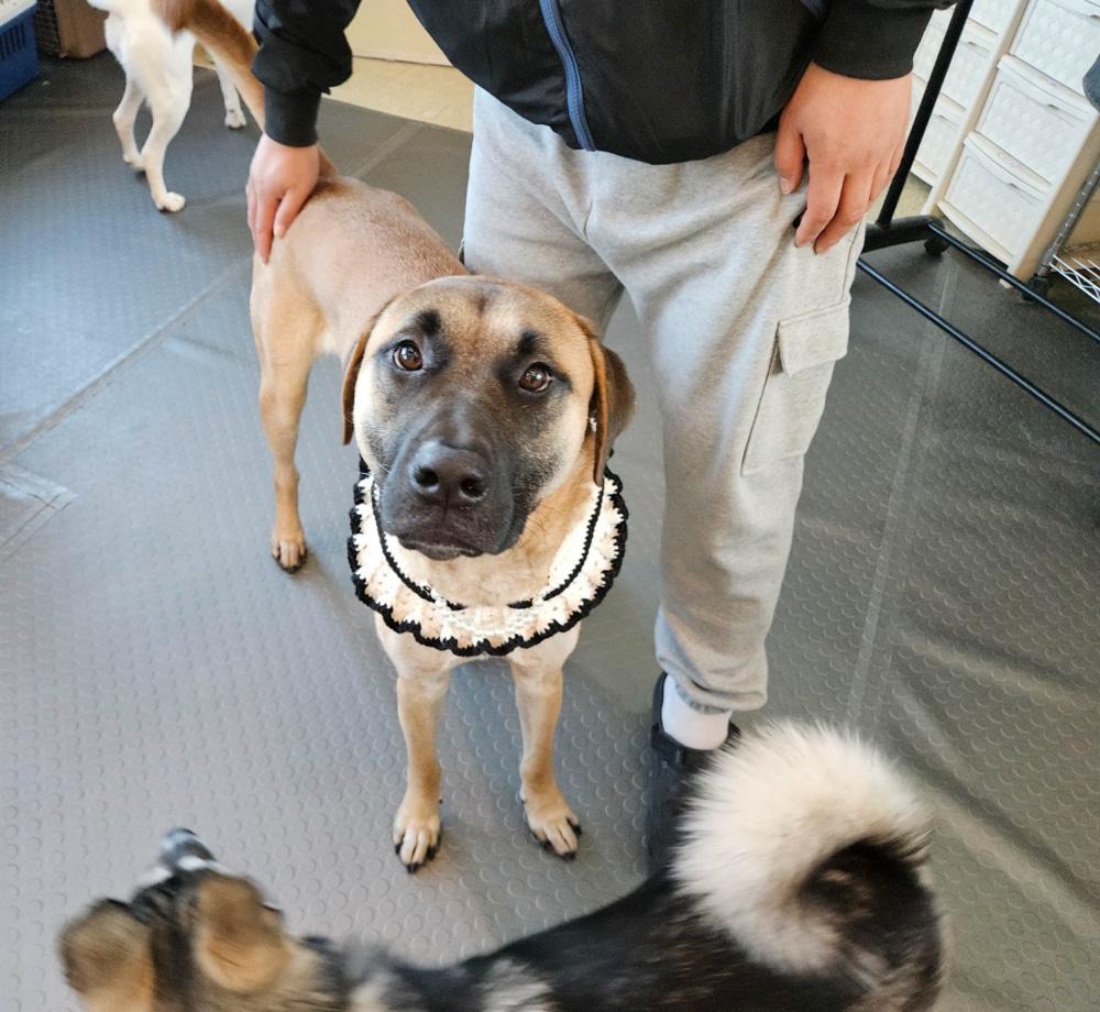 Dog for adoption - Randy, a Mixed Breed in Toronto, ON | Petfinder