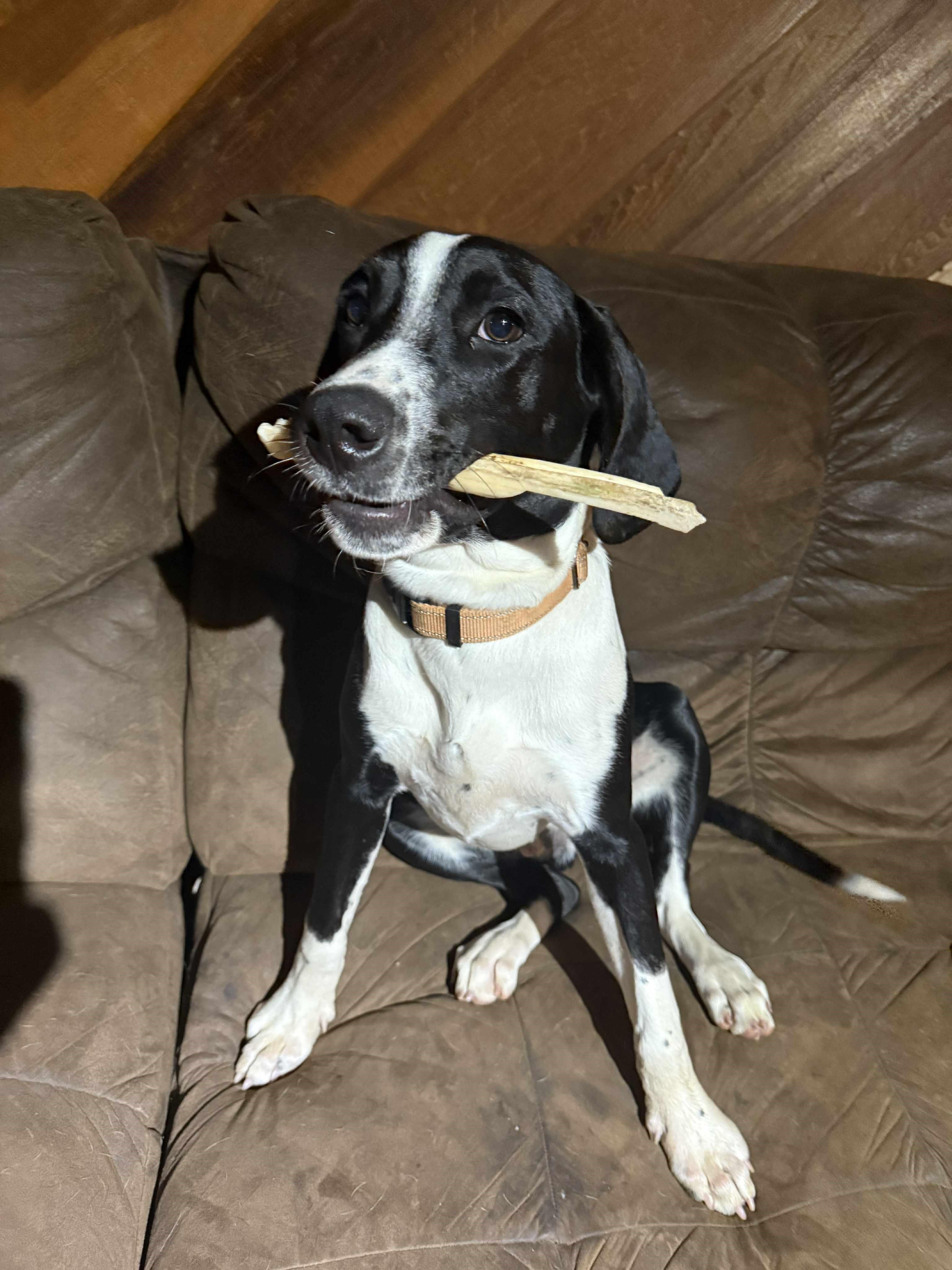 Dog for adoption - Jack Jack, a Hound in Campbellsville, KY | Petfinder