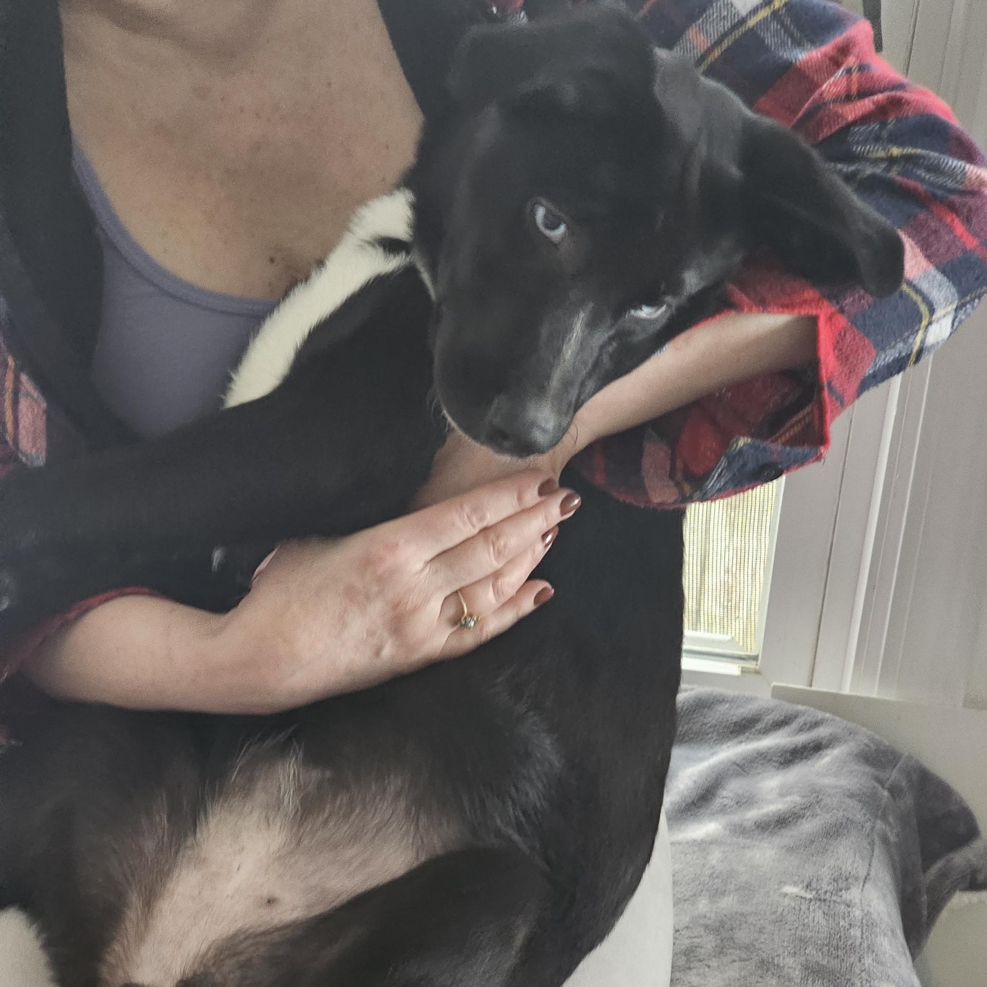 Dog for adoption - Misty puppy, a Black Labrador Retriever & Siberian Husky Mix in Brattleboro ...
