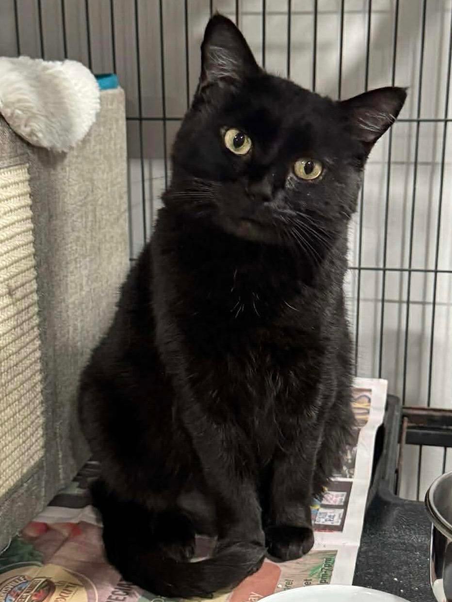 Adopt Poppi in North Huntingdon | Domestic Short Hair cat | Buddy