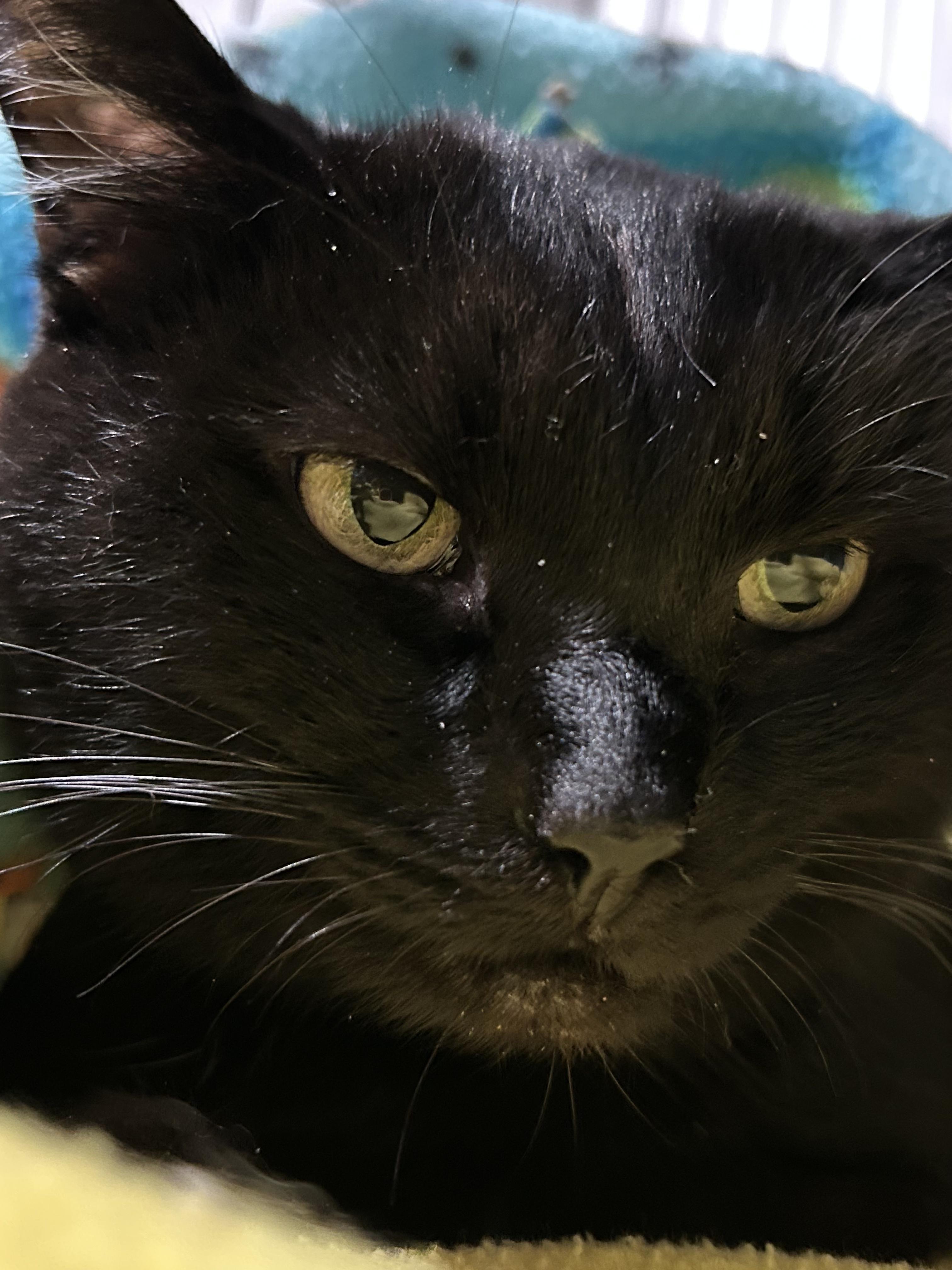 Adopt Poppi in North Huntingdon | Domestic Short Hair cat | Buddy