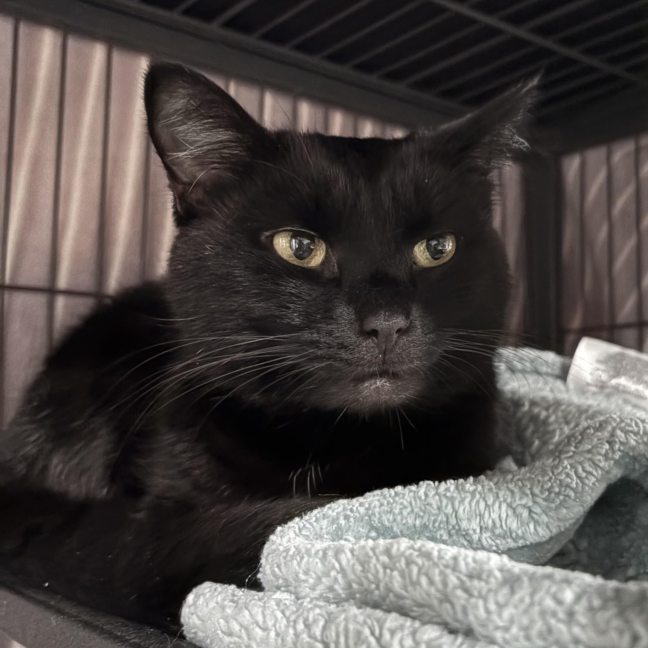Adopt Poppi in North Huntingdon | Domestic Short Hair cat | Buddy