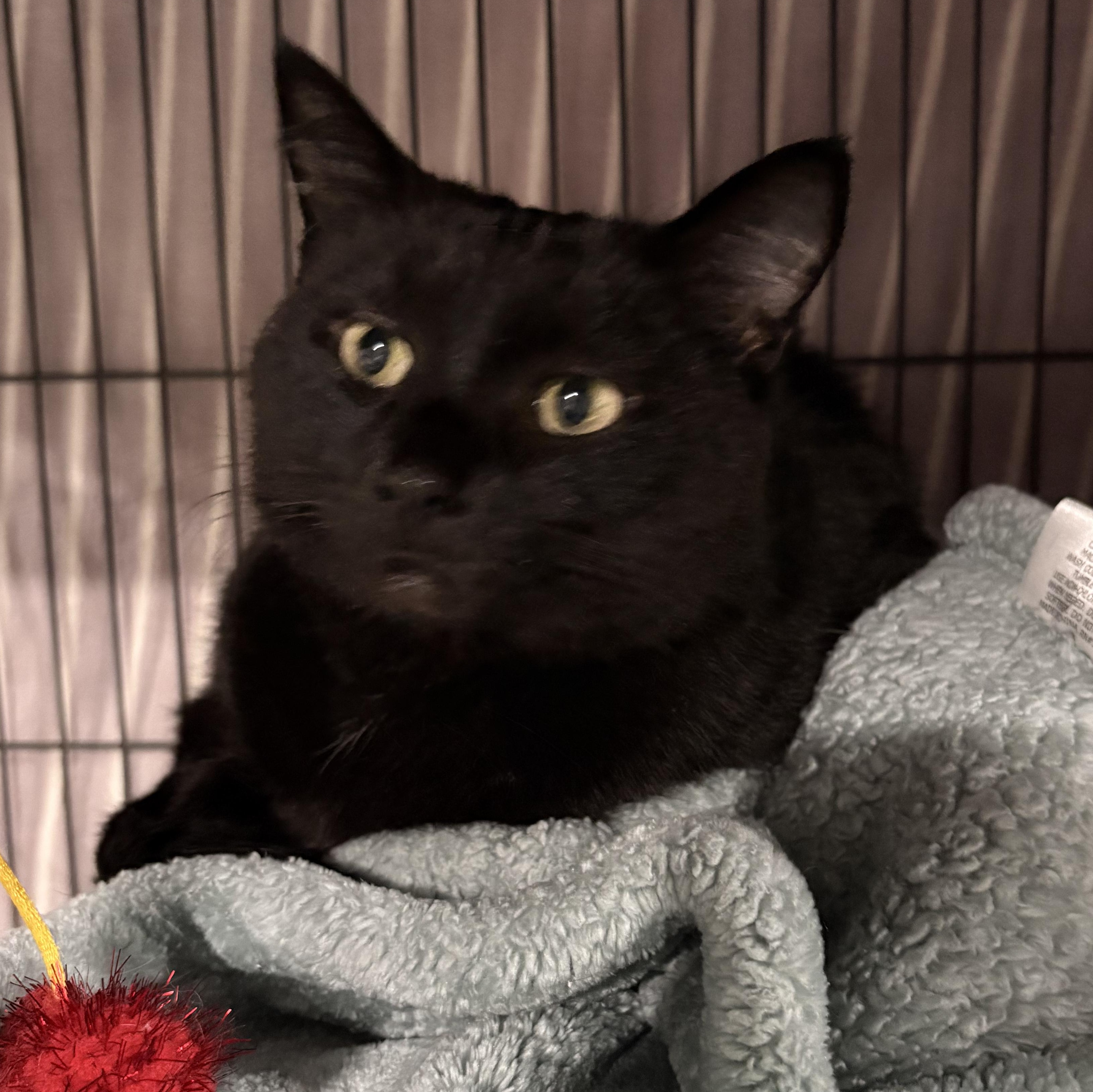 Adopt Poppi in North Huntingdon | Domestic Short Hair cat | Buddy