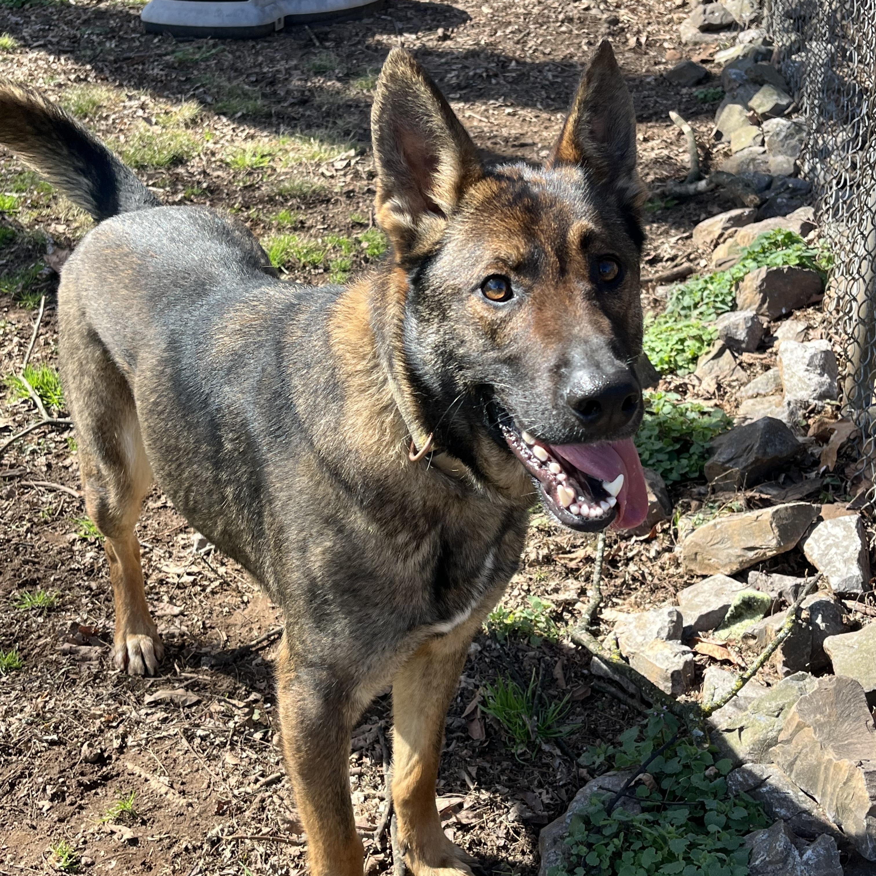 Dog for adoption - Rocco, a German Shepherd Dog in Loudon, TN | Petfinder