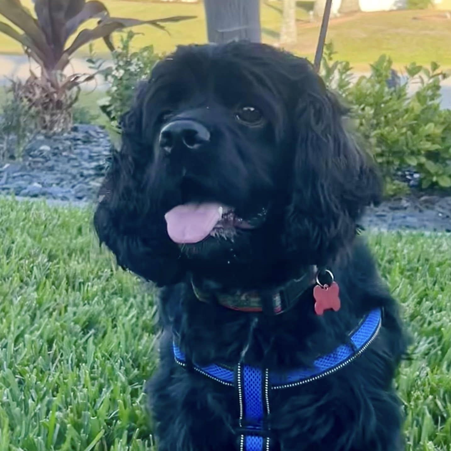 Dog for adoption - Peter, a Cocker Spaniel in Cape Coral, FL | Petfinder