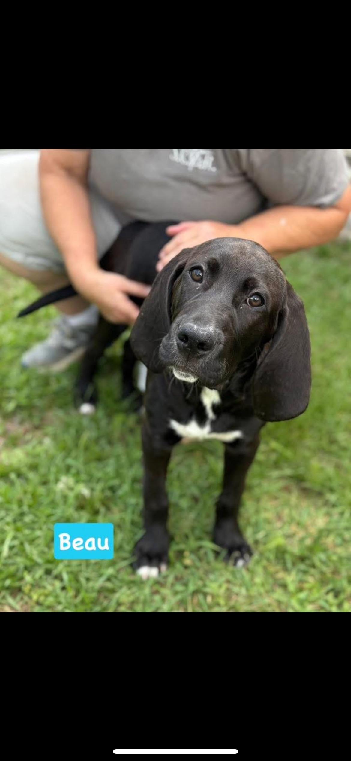 Dog for adoption - Beau, a Bloodhound & Great Dane Mix in seaside ...