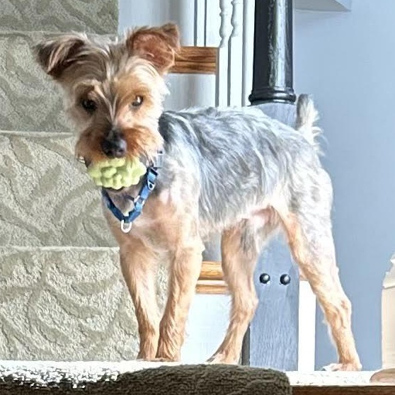 Dog for adoption - Doogie Howser, a Yorkshire Terrier Mix in Midlothian ...