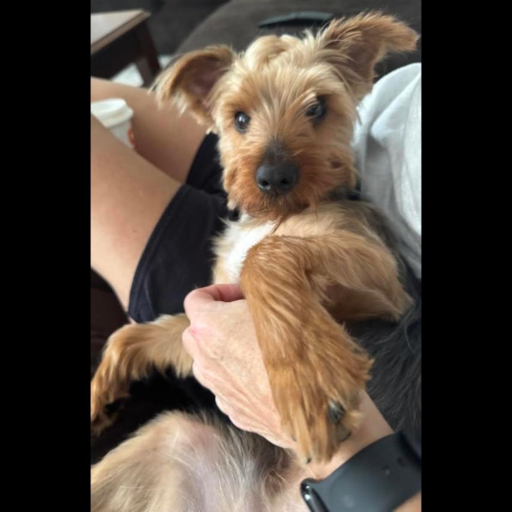 Dog for adoption - Doogie Howser, a Yorkshire Terrier Mix in Midlothian ...