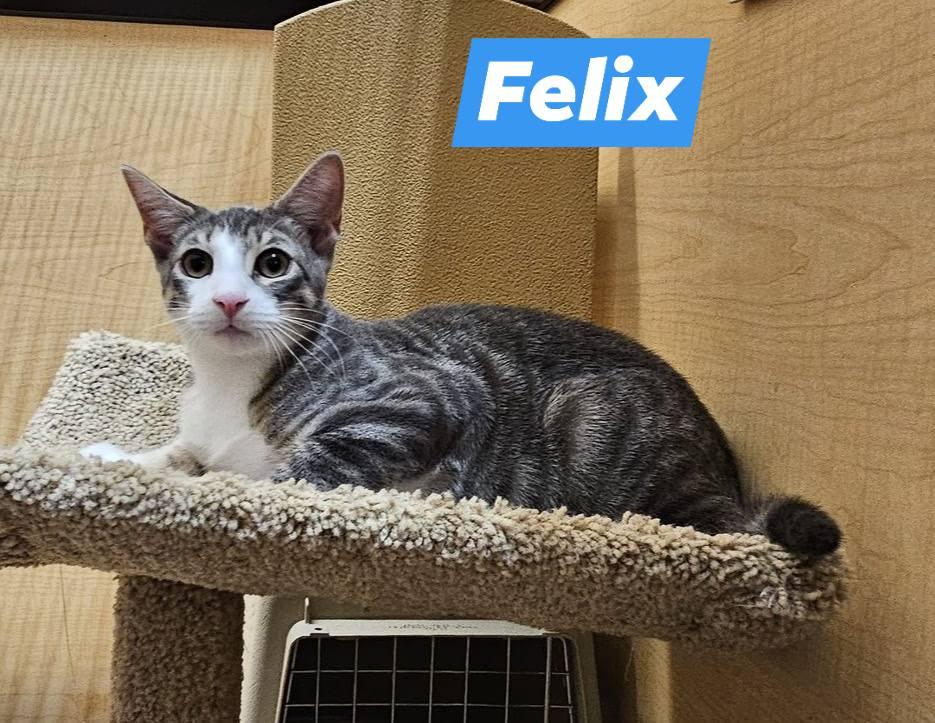 Cat for adoption - Felix Sh, a Domestic Short Hair in Stowe, PA | Petfinder