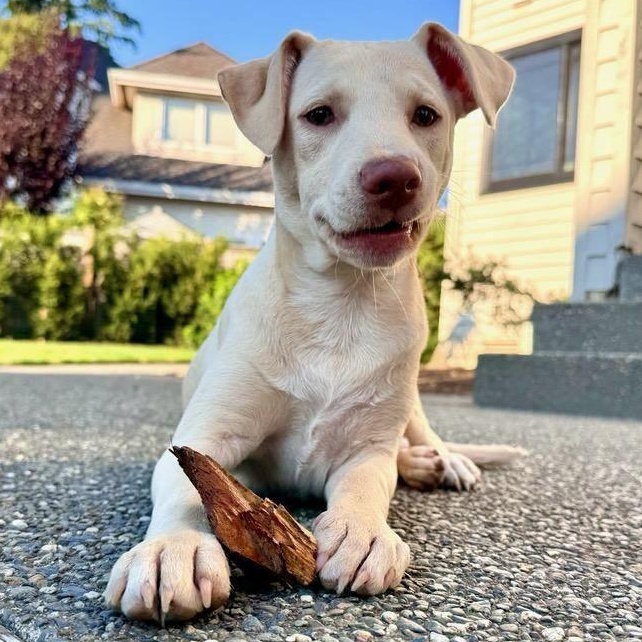 Dog for adoption - Teddy Summer, a Labrador Retriever & Catahoula Leopard Dog Mix in Vancouver ...