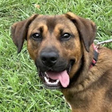 Dog for adoption - Rusty, a Labrador Retriever & Hound Mix in Woburn ...