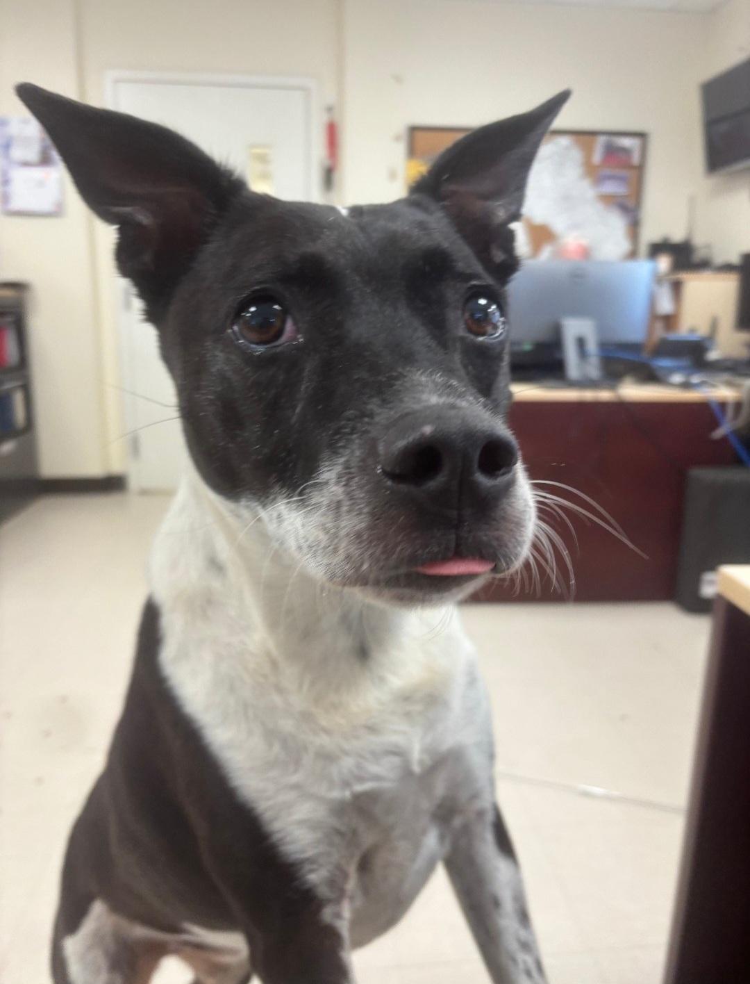 Dog for adoption - Ted, a Pointer & Border Collie Mix in Clayton, NJ ...