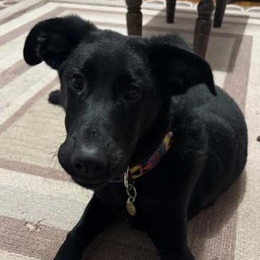 Dog for adoption - Nash – a Loyal, Loving, Snuggly side-kick! Fostered ...