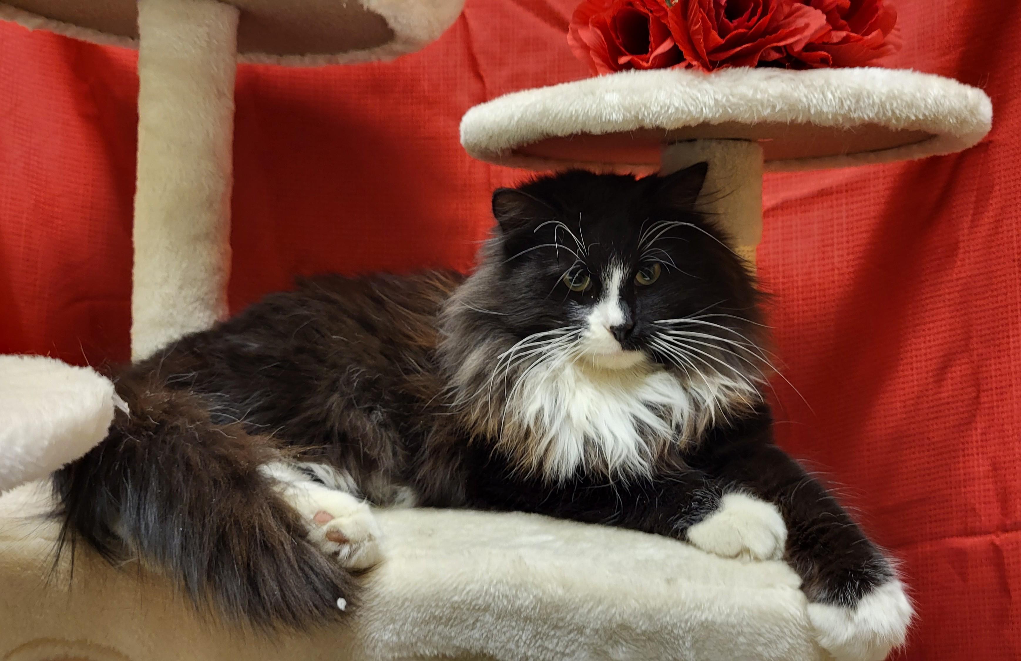 26-0035 "McFluff" - Adoptable Pet | Petfinder | Petfinder