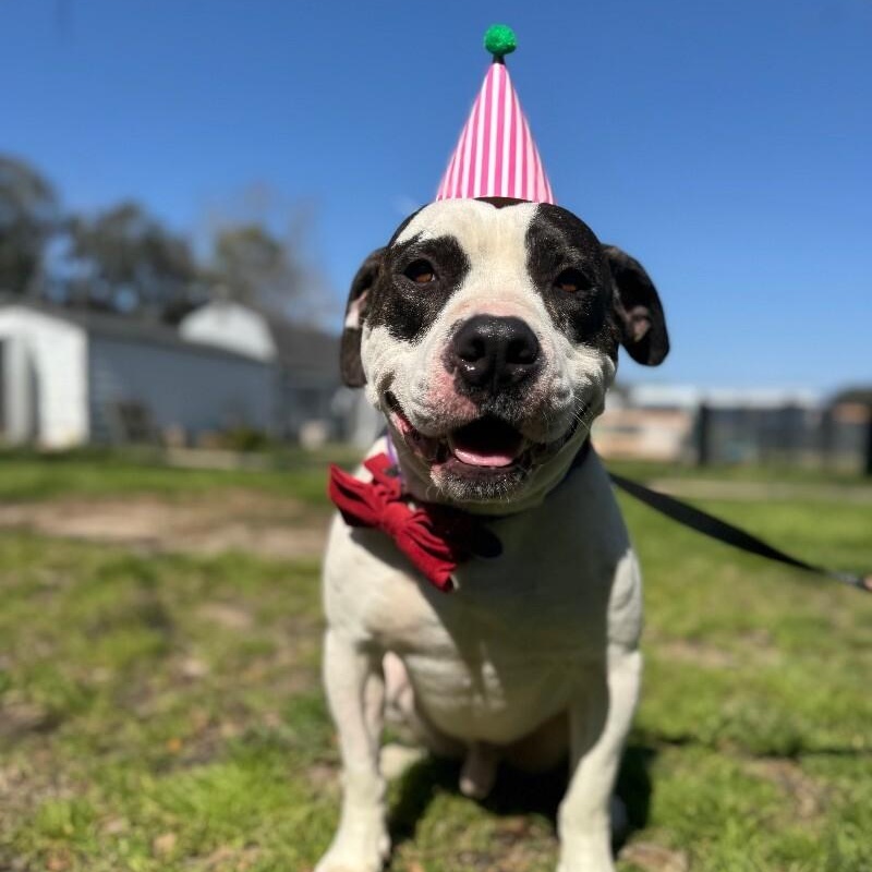 Dog for adoption - Shooby Doo has heart eyes for you, an American ...