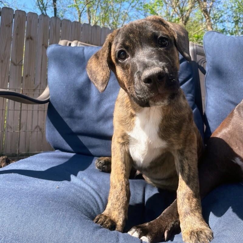 Dog for adoption - Triple Nut Caramel Milkshake, a Pit Bull Terrier ...