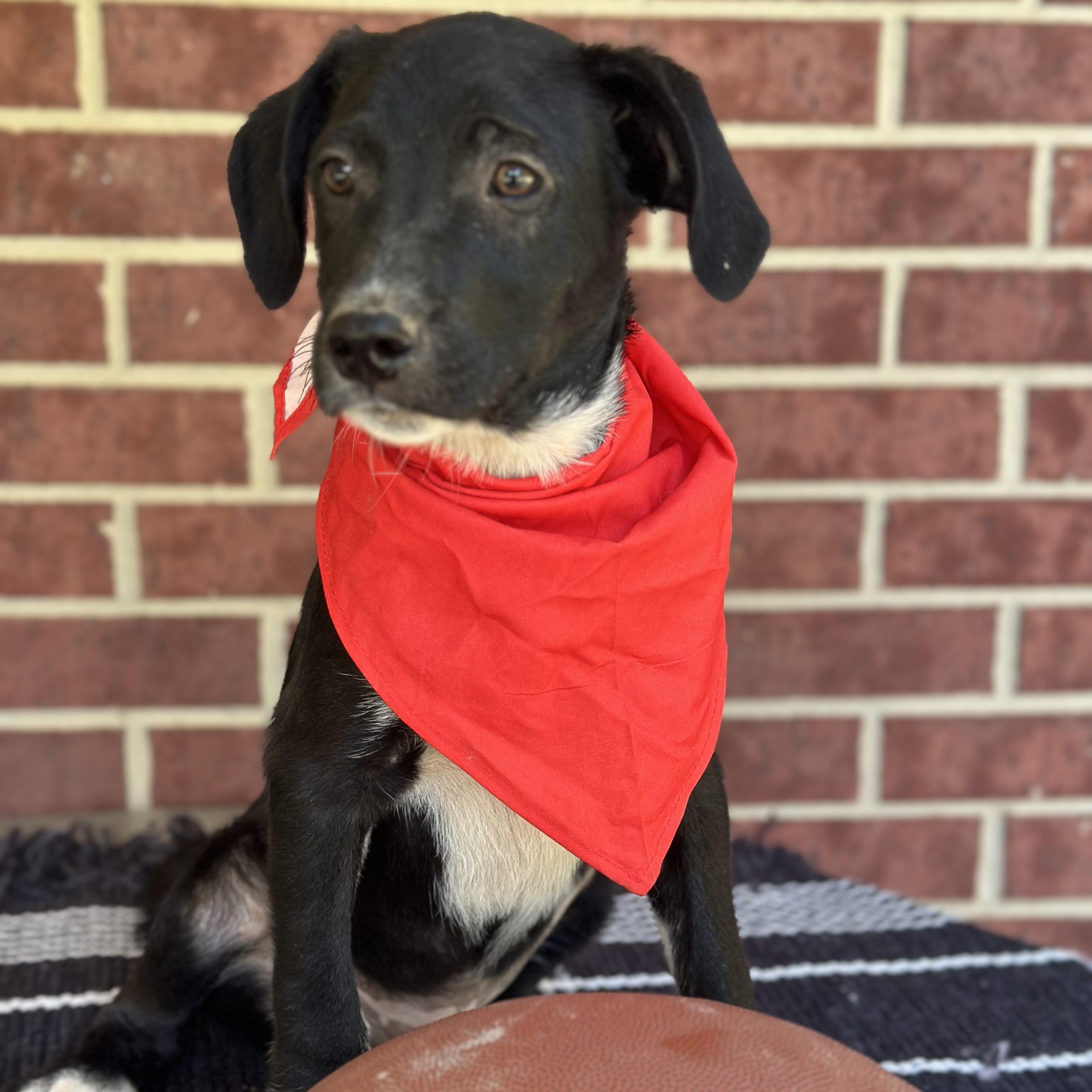 Dog for adoption - Hayes, a Black Labrador Retriever & Australian ...