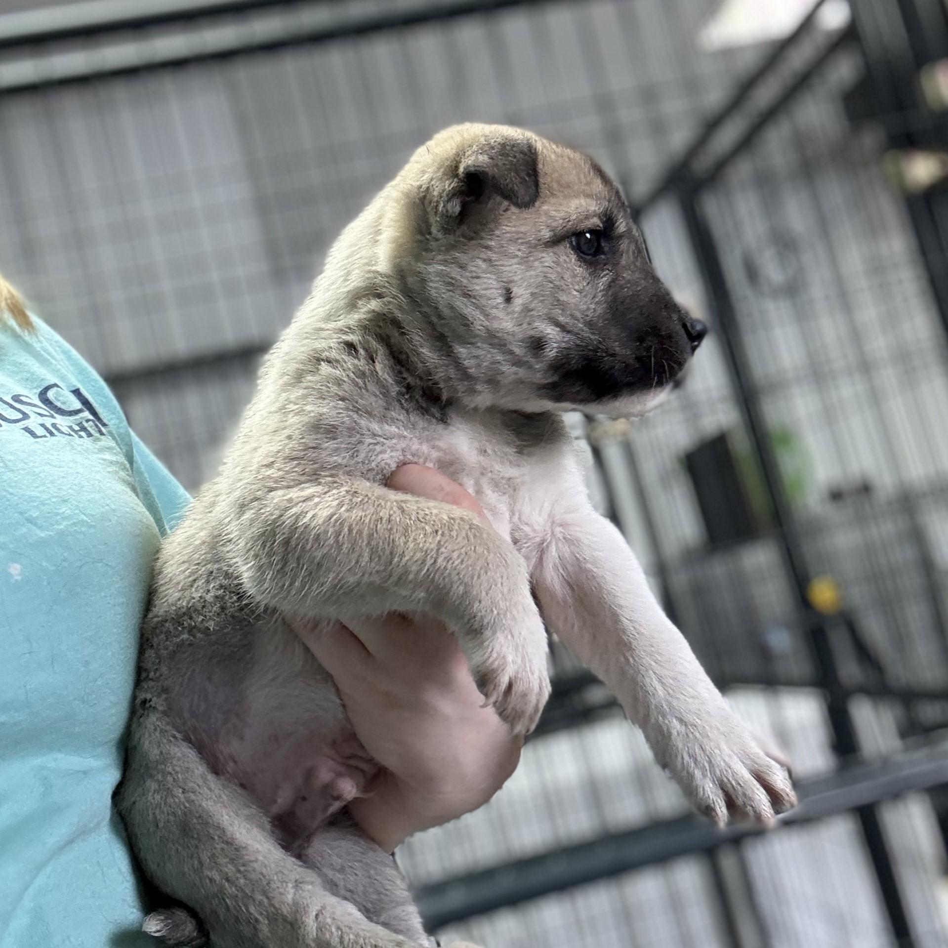 Dog for adoption - Jackpot, a Mixed Breed in Boothbay, ME | Petfinder