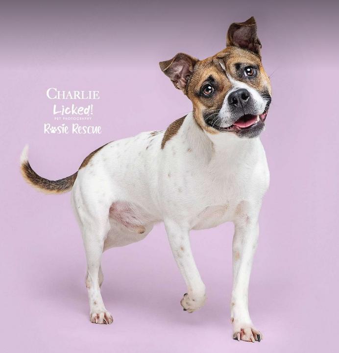 Dog for adoption - Charlie, a Boxer Mix in Mount Pleasant, SC | Petfinder