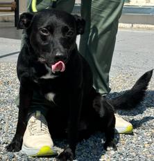 Dog for adoption - Judd (Sweetest Family Dog), a Labrador Retriever ...
