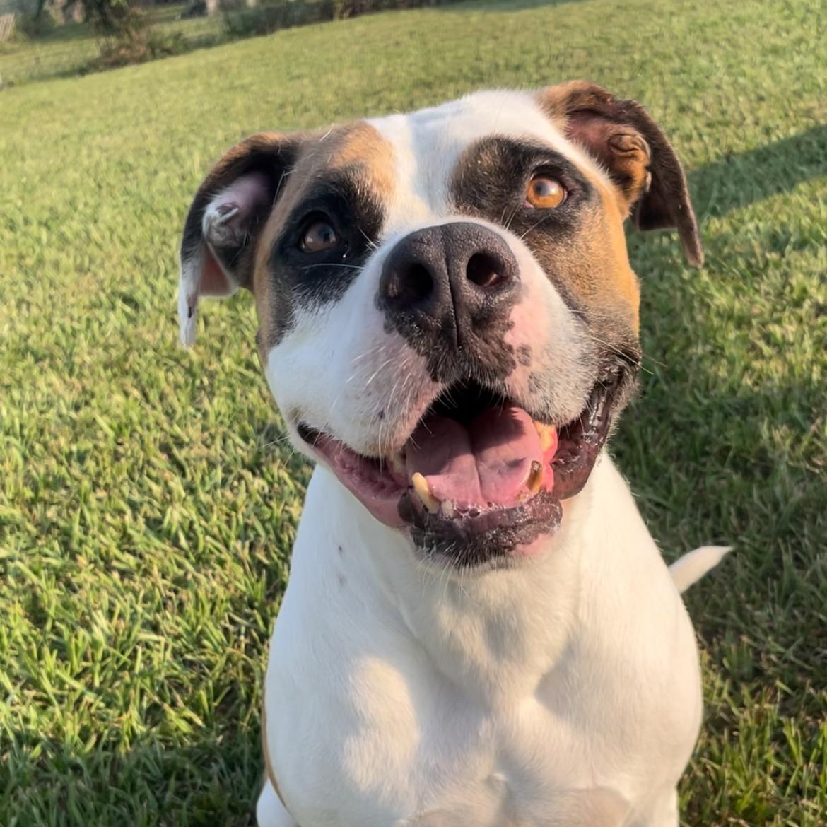 Dog for adoption - Buddy Joe, a Boxer Mix in Springfield, MA | Petfinder