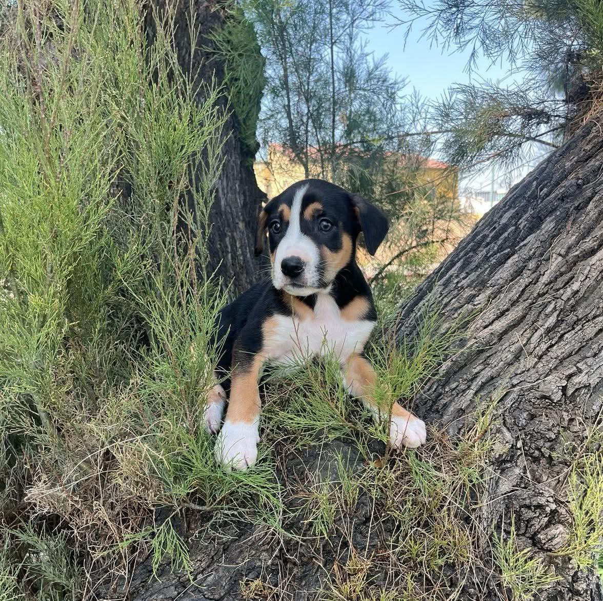 Dog for adoption - Chandler, a Mixed Breed in Puyallup, WA | Petfinder