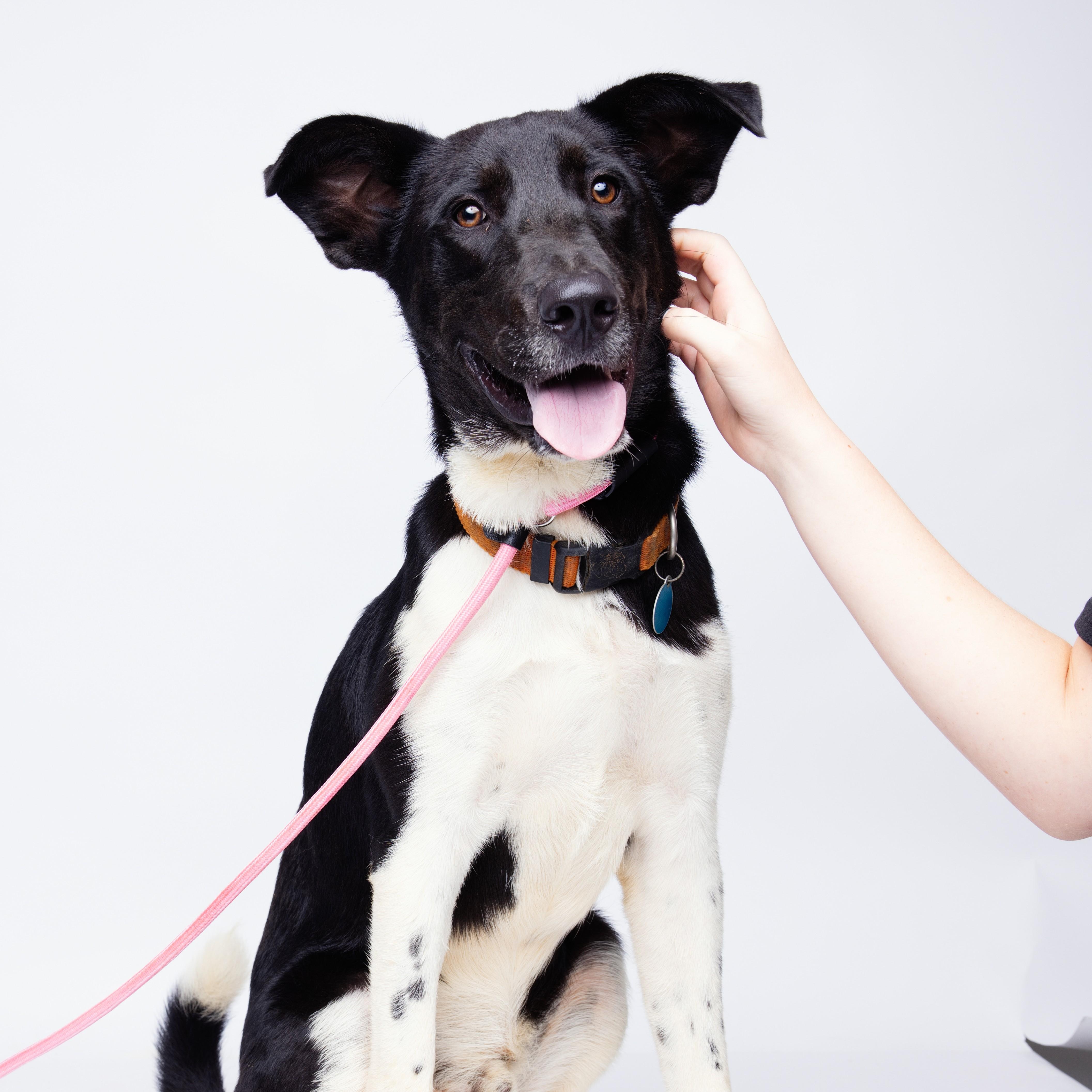 Dog for adoption - Randy, a Border Collie Mix in Boothbay, ME | Petfinder
