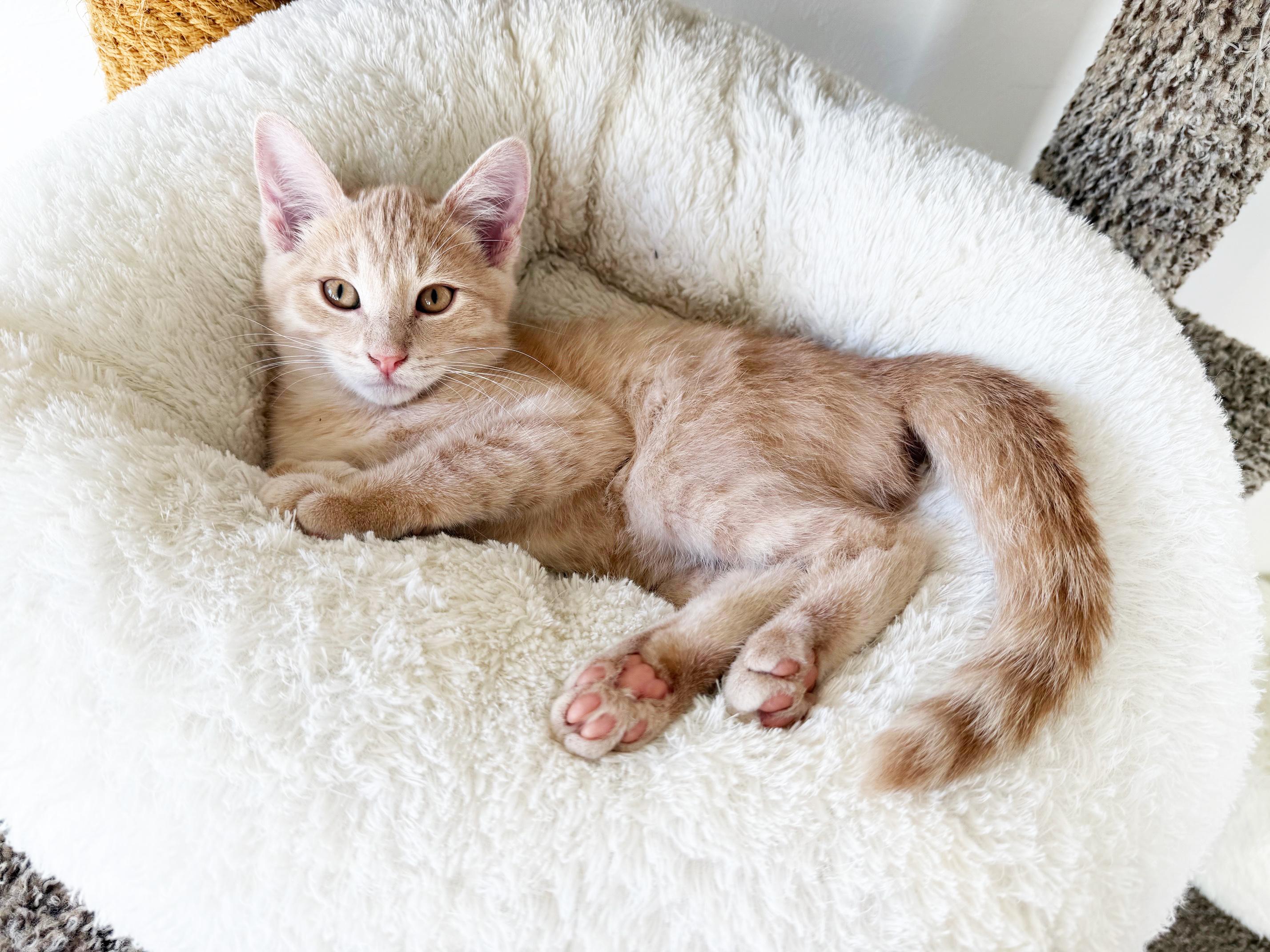 Cat for adoption - Paddington - LOVING little buff tabby baby!, a Tabby ...
