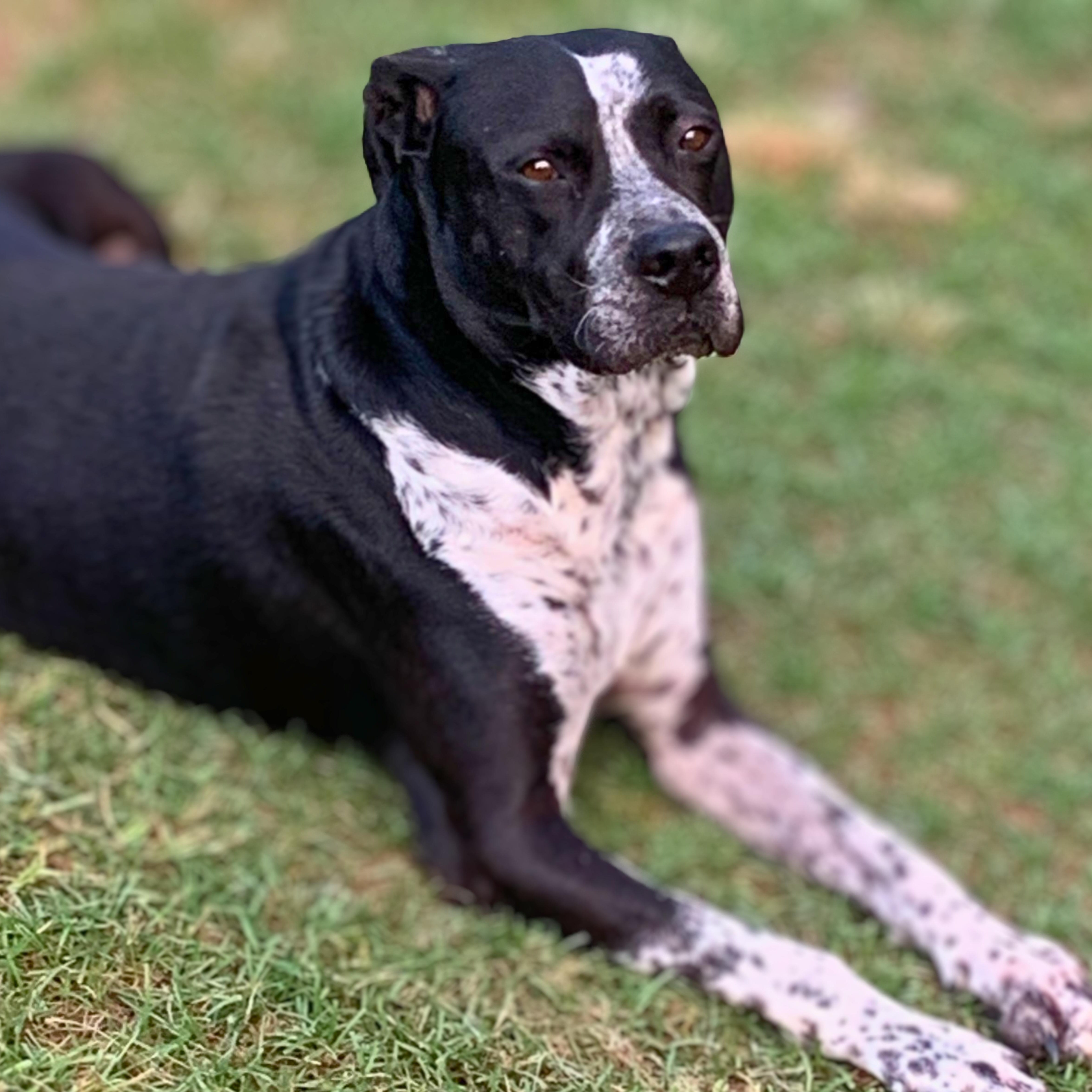 Dog for adoption - Brody, an Australian Cattle Dog / Blue Heeler & Pit ...