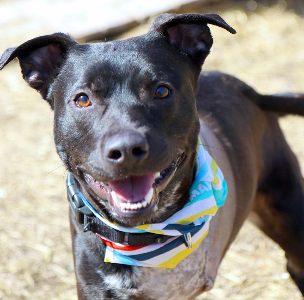 Dog for adoption - Tetris (AO32928), a Labrador Retriever Mix in Kansas ...