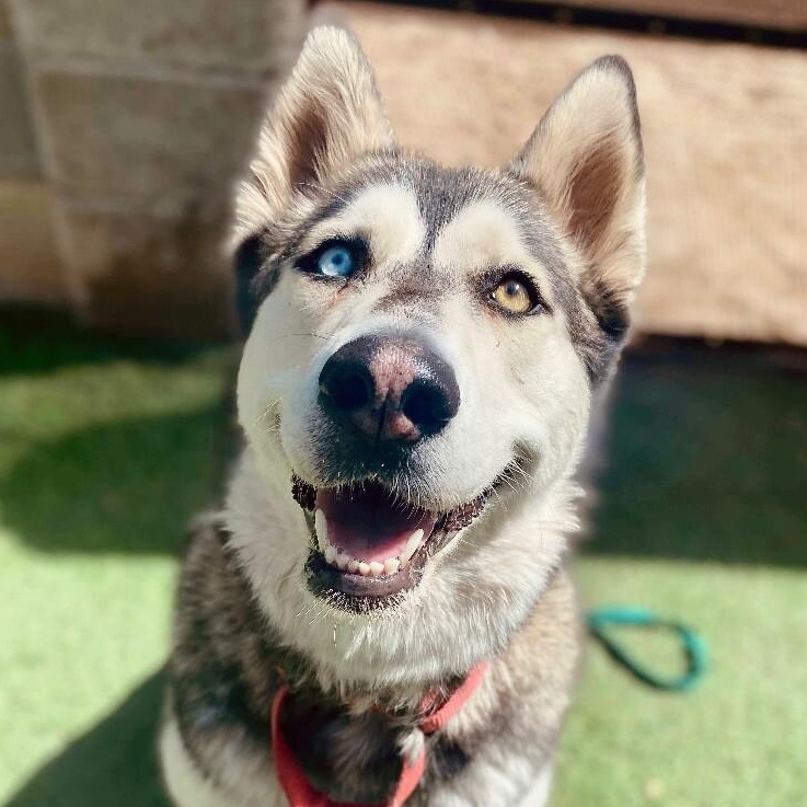 Dog for adoption - Freya Belle the Most Affectionate Husky, a Siberian ...