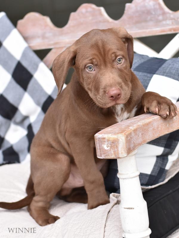 Dog for adoption - Winnie (Carmel's Puppies), a Pit Bull Terrier ...